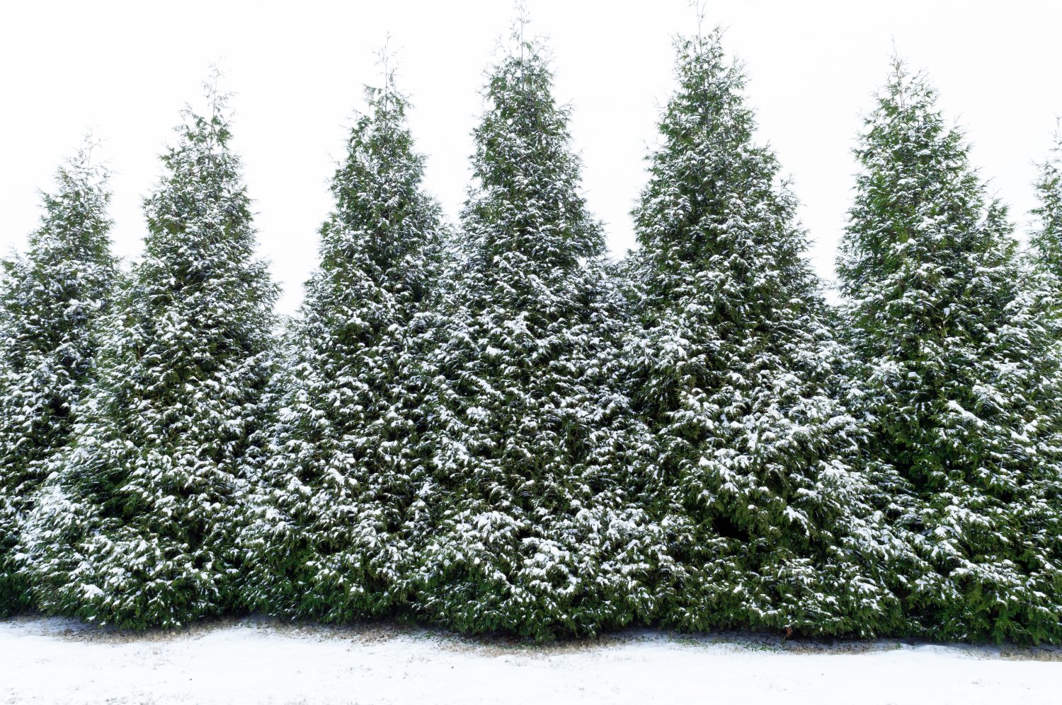 Snow dusted evergreen trees horizontal shot | Kinetic Knowledge